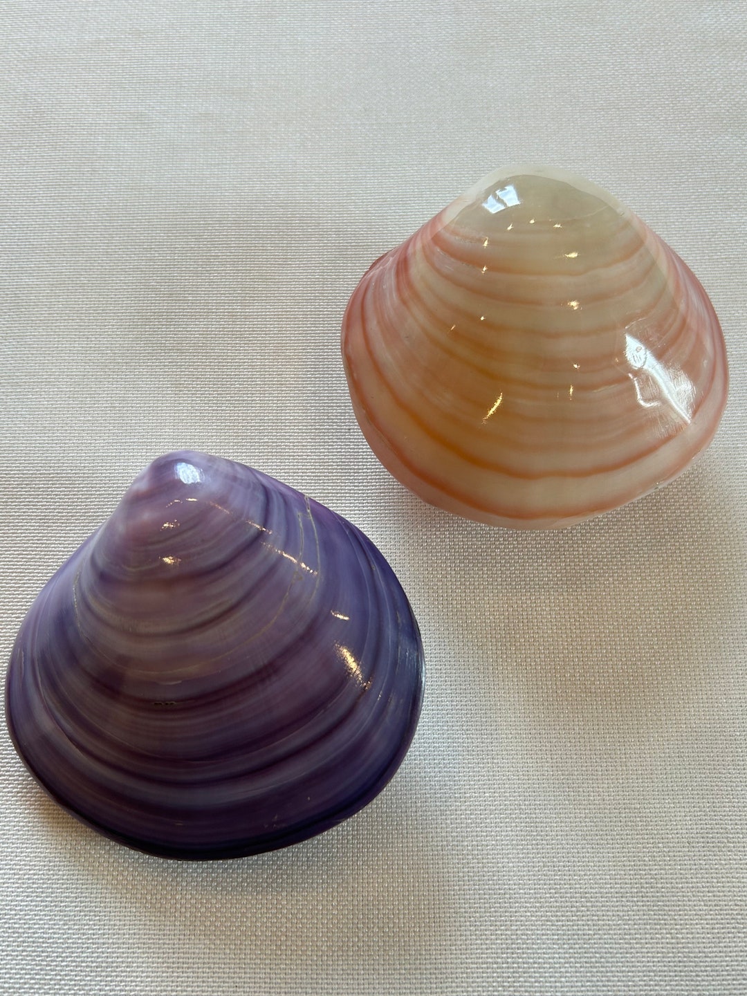 Codakia, Codakia Shell, Codakia Shell Polished, Mussel Shell, Shell ...