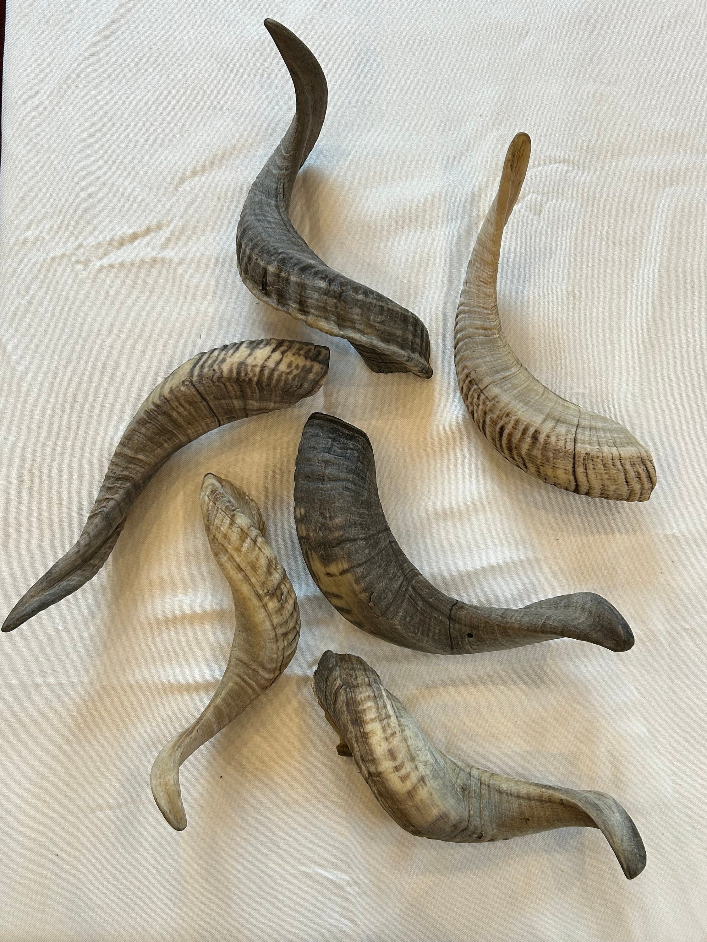 Natural Sheep Horn, Large Sheep Horn, Real Sheep Horn, Sheep Horn ...