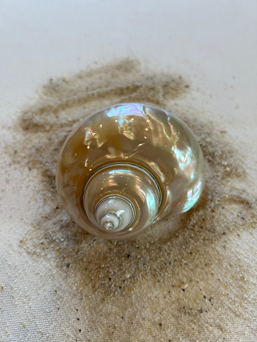 Turbo Burgos, Turbo Burgos White, Turbo Burgos Polished, Shell, Sea ...