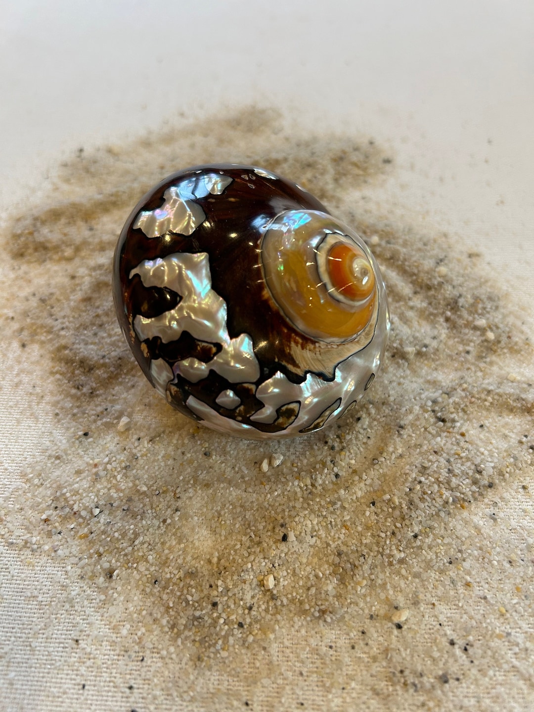 Turbo Sarmaticus, Sarmaticus, Shell, Sea Shell, South African Turban ...