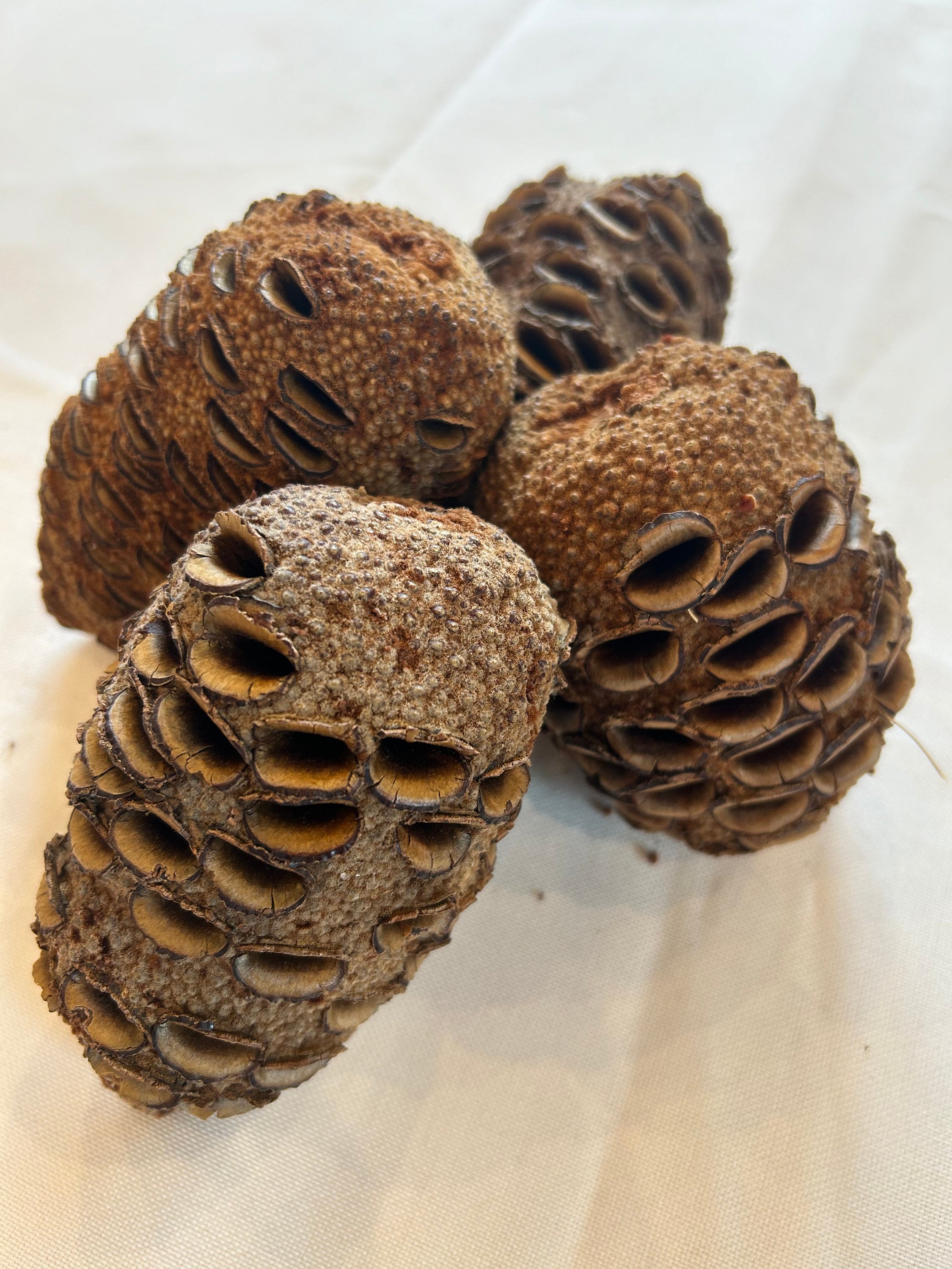 Banksia Grandis, Banksia Cone, Banksia Cone, Cone, Exotic Cone, Natural ...