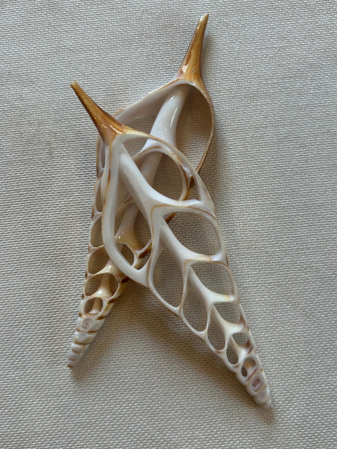 Shell Cross Sections, Shell Cut, Red Eluthani Cross Sections, Red ...