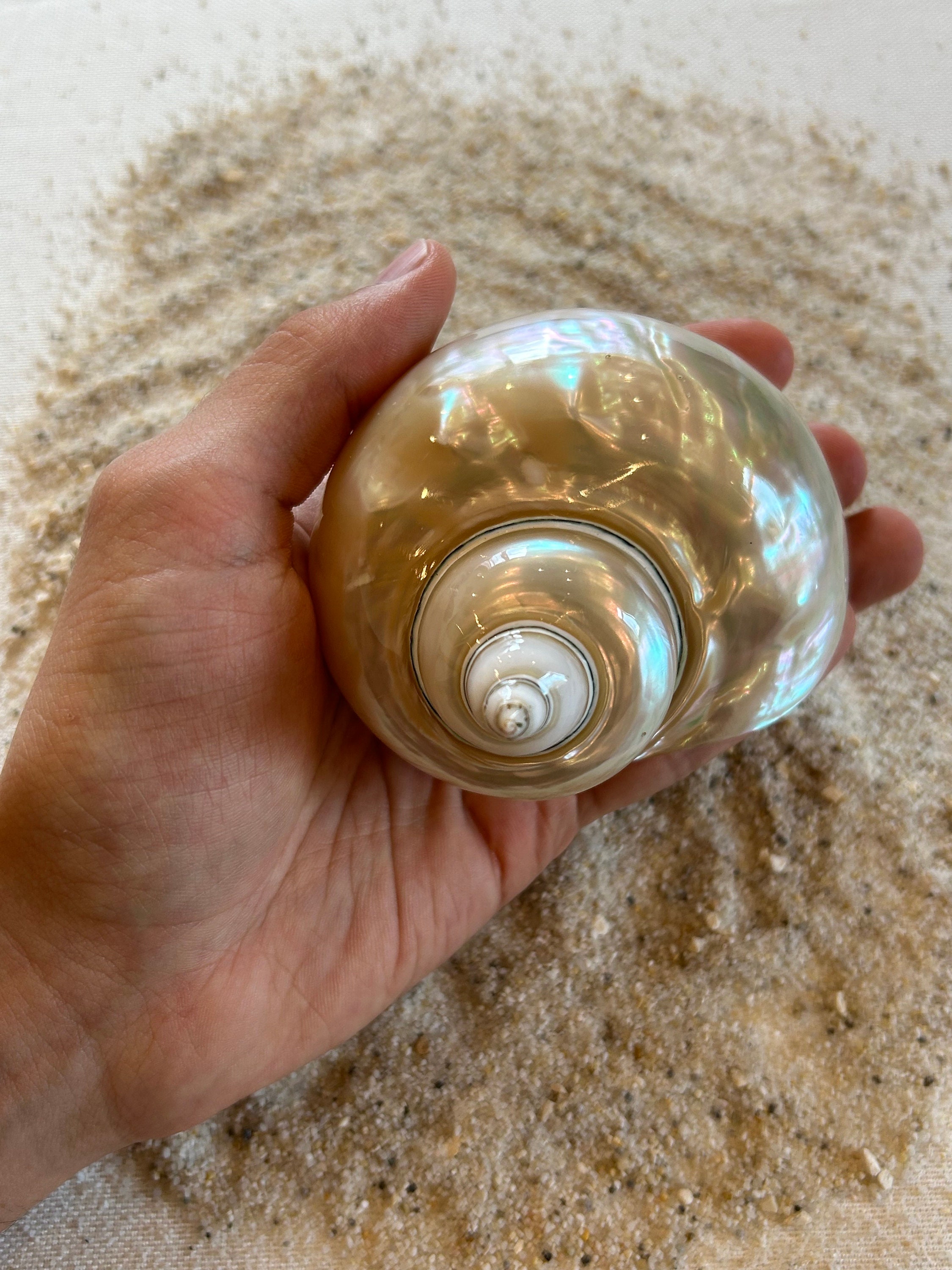 Turbo Burgos, Turbo Burgos White, Sea Shell, Shell, Large Shell, Turbo ...