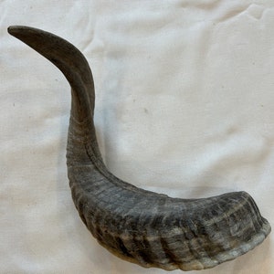 Natural Sheep Horn, Large Sheep Horn, Real Sheep Horn, Sheep Horn ...