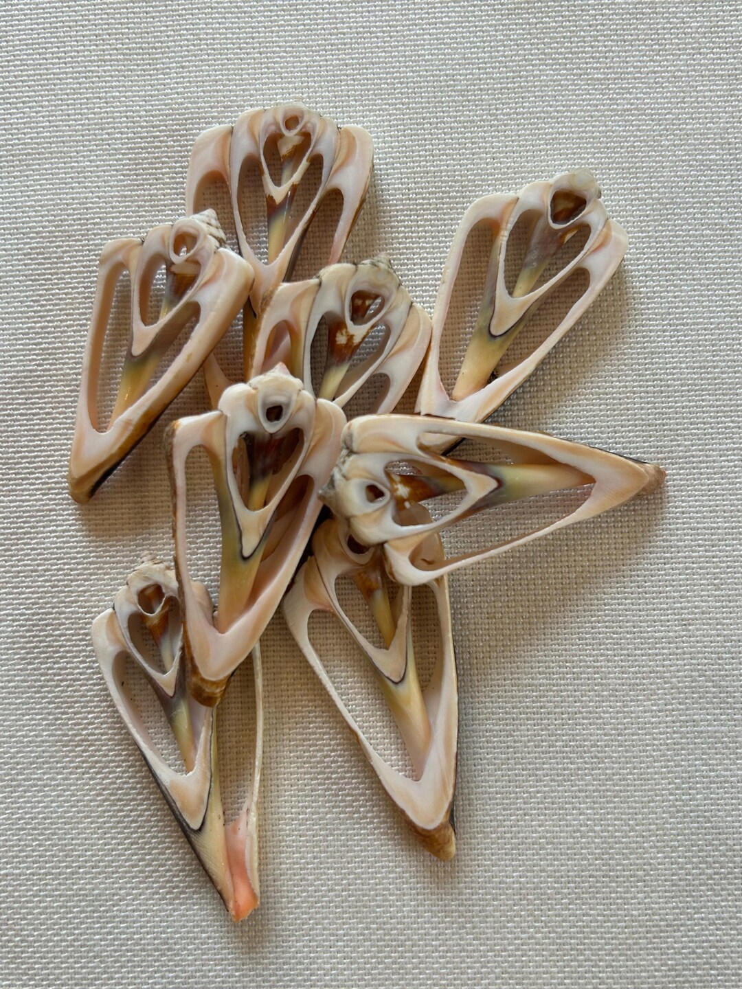 Shell Cross Sections, Shell Cut, Cross Sections, Shell, Natural Shell ...