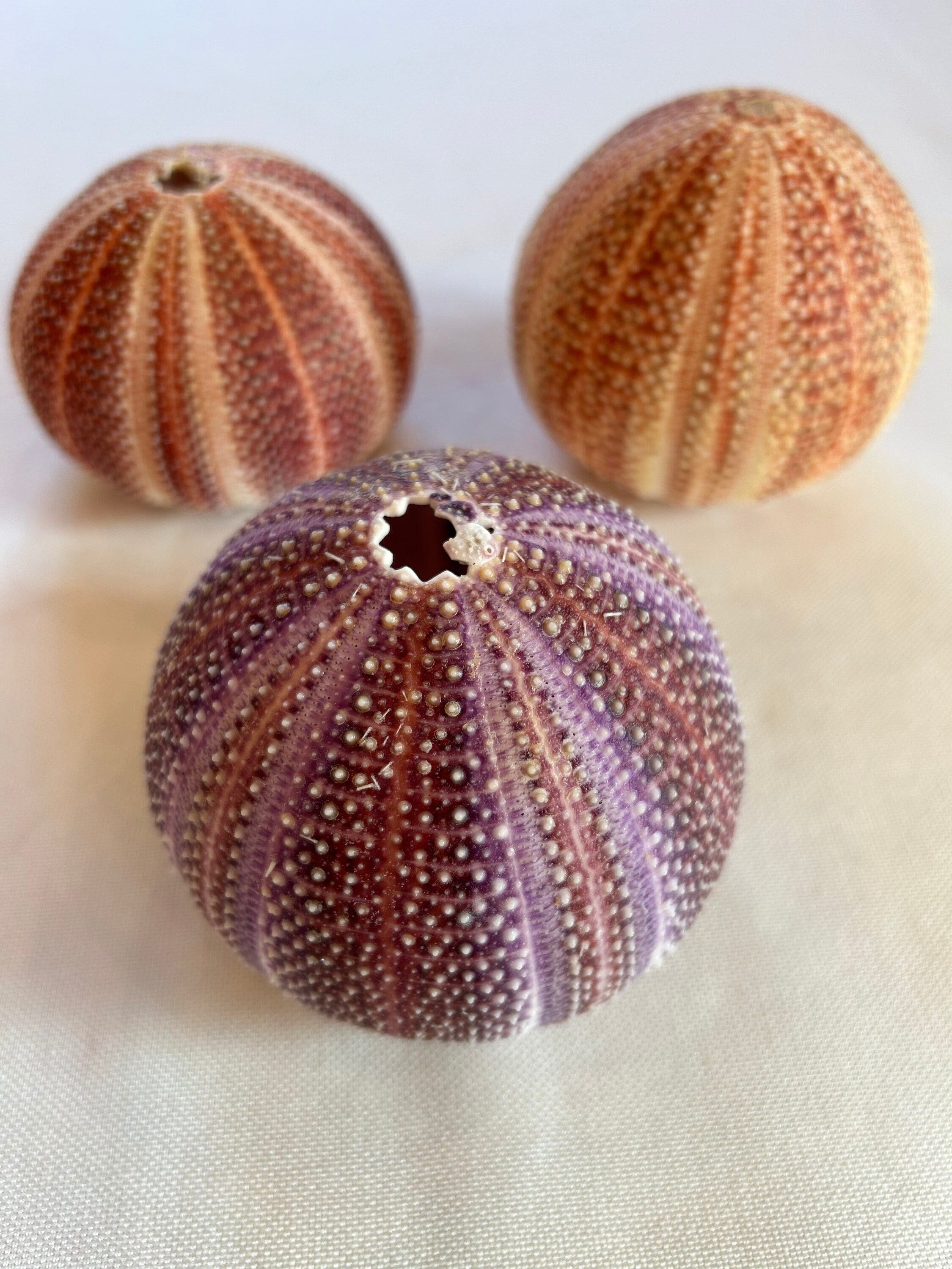 Sea Urchin, Sea Urchin Shell, Sea Urchin Shell, Sea Urchin Decoration ...