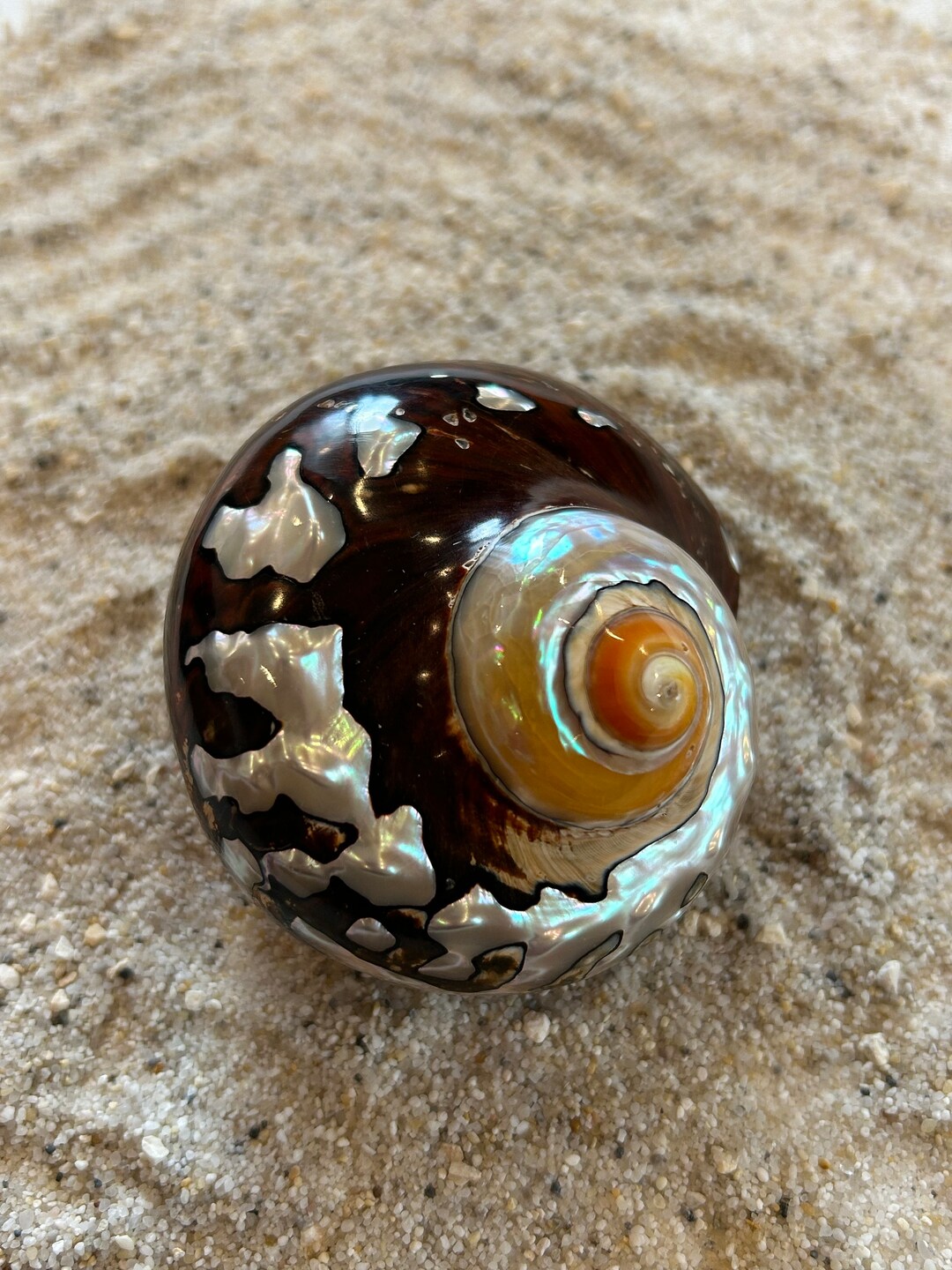 Turbo Sarmaticus, Hermit Crab, Mussel, Sea Shell, South African Turban ...