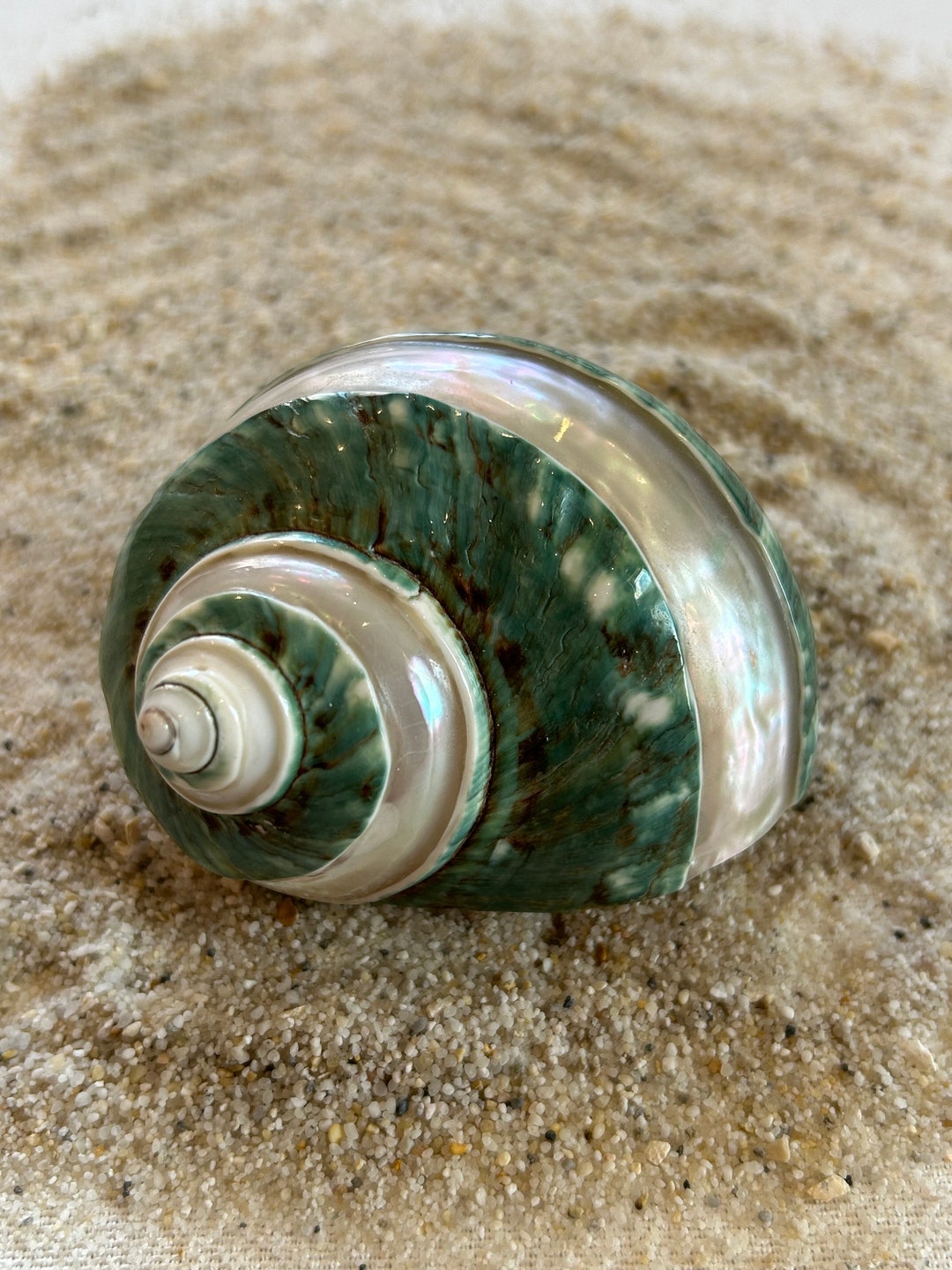 Turbo Burgos, Shell, Sea Shell, Large Shell, Turbo Marmoratus, Green ...