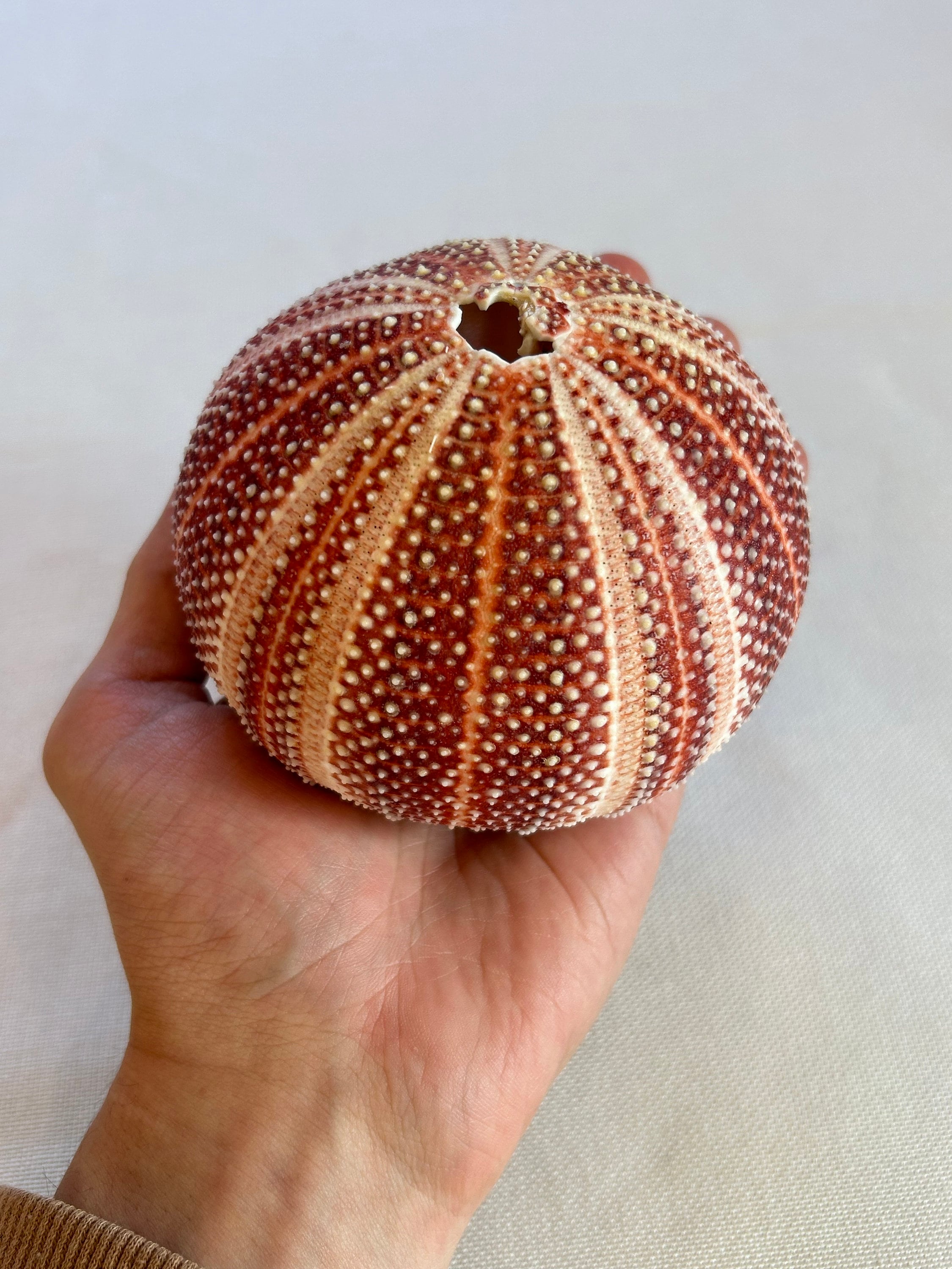 Sea Urchin, Sea Urchin Shell, Sea Urchin Shell, Sea Urchin Decoration ...