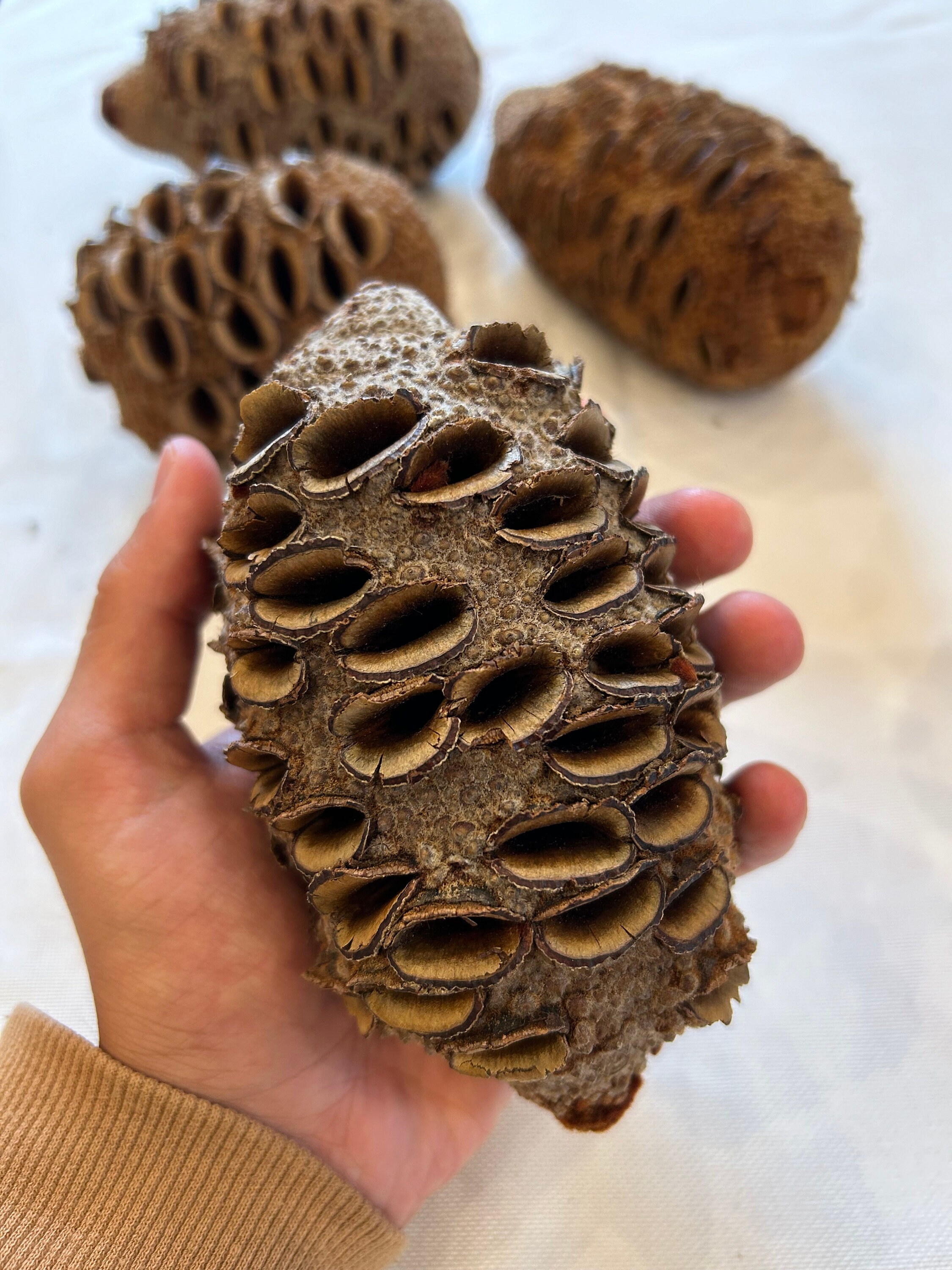 Banksia Grandis, Banksia Cone, Banksia Cone, Cone, Exotic Cone, Natural ...