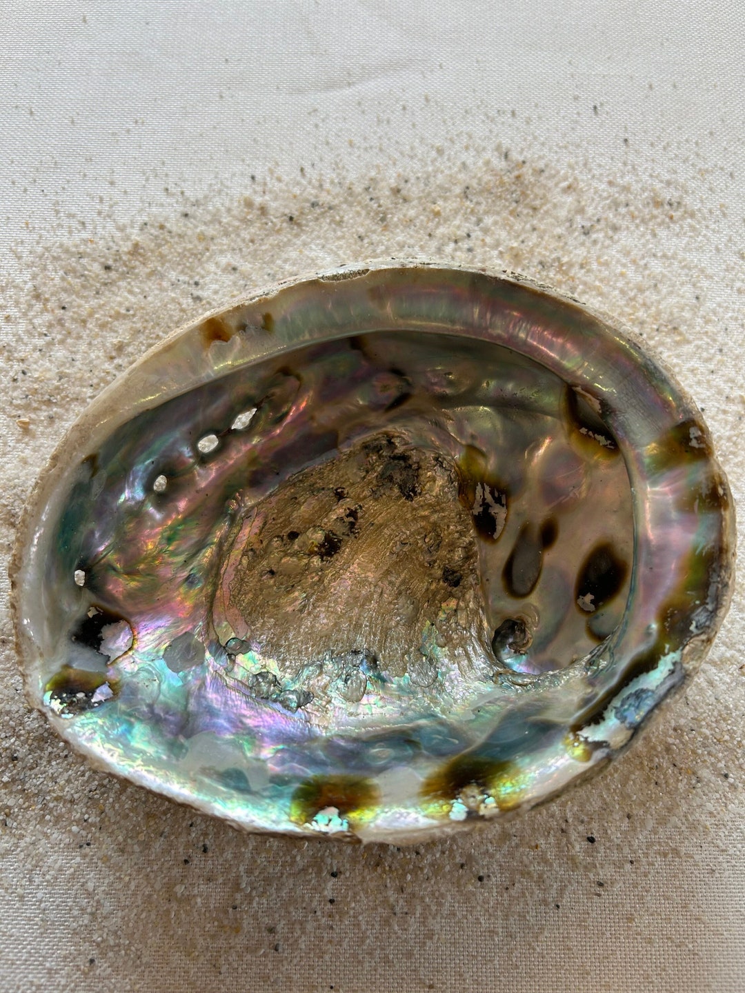 Abalone, Abalone Shell, Natural Abalone, Natural Abalone, Soap Dish ...
