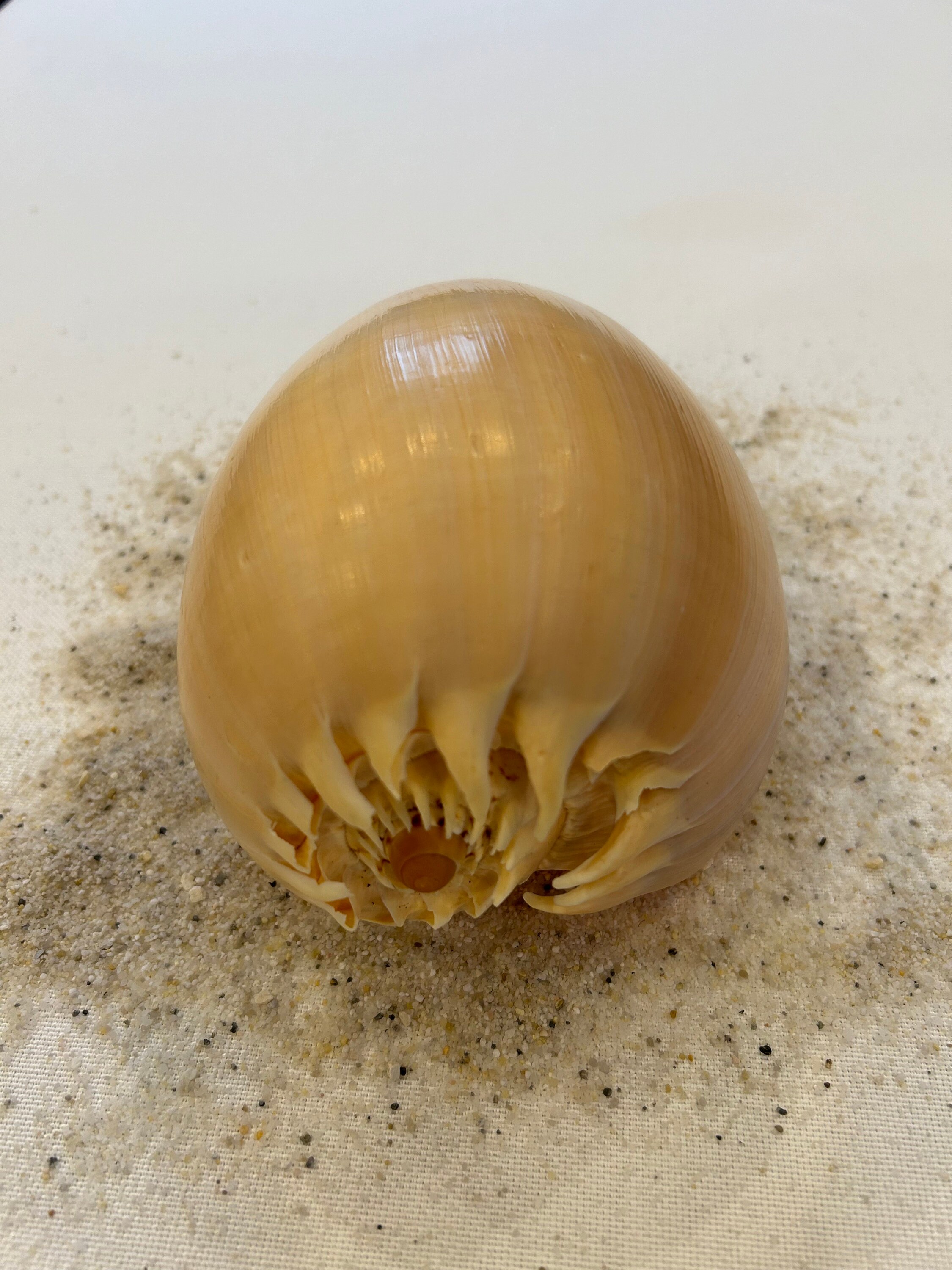 Melo Diadema, Voluta Melocorona, Sea Shell, Mussel, Giant Clam, Snail ...