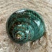 Turbo Burgos, Turbo Burgos Green, Shell, Sea Shell, Green Turban, Large ...