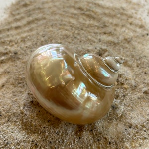 Turbo Burgos, Turbo Burgos White, Sea Shell, Shell, Large Shell, Turbo ...