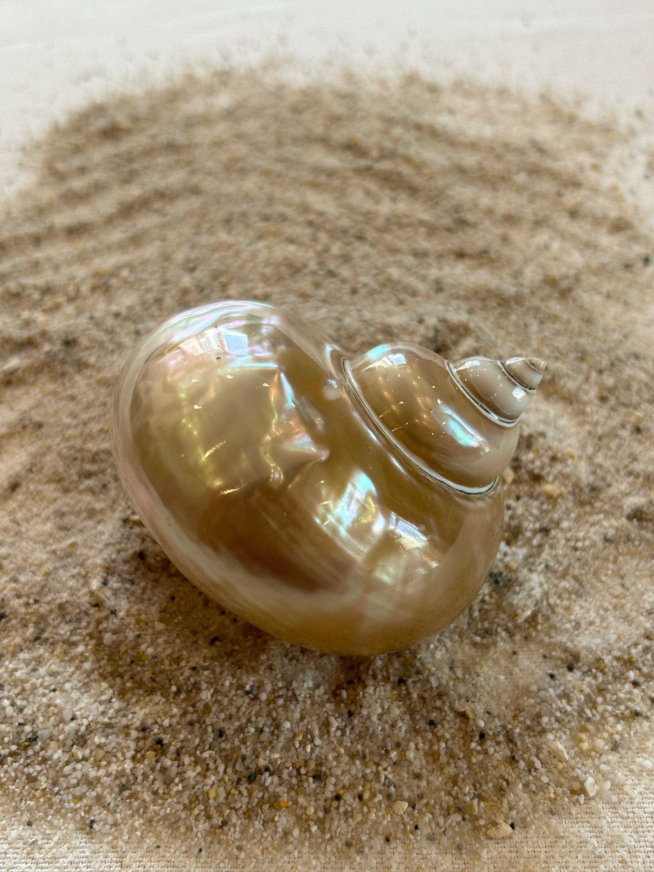 Turbo Burgos, Turbo Burgos White, Sea Shell, Shell, Large Shell, Turbo ...