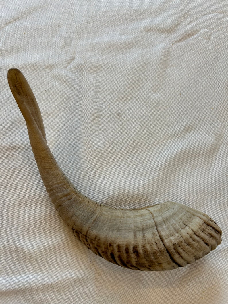 Natural Sheep Horn, Large Sheep Horn, Real Sheep Horn, Sheep Horn ...