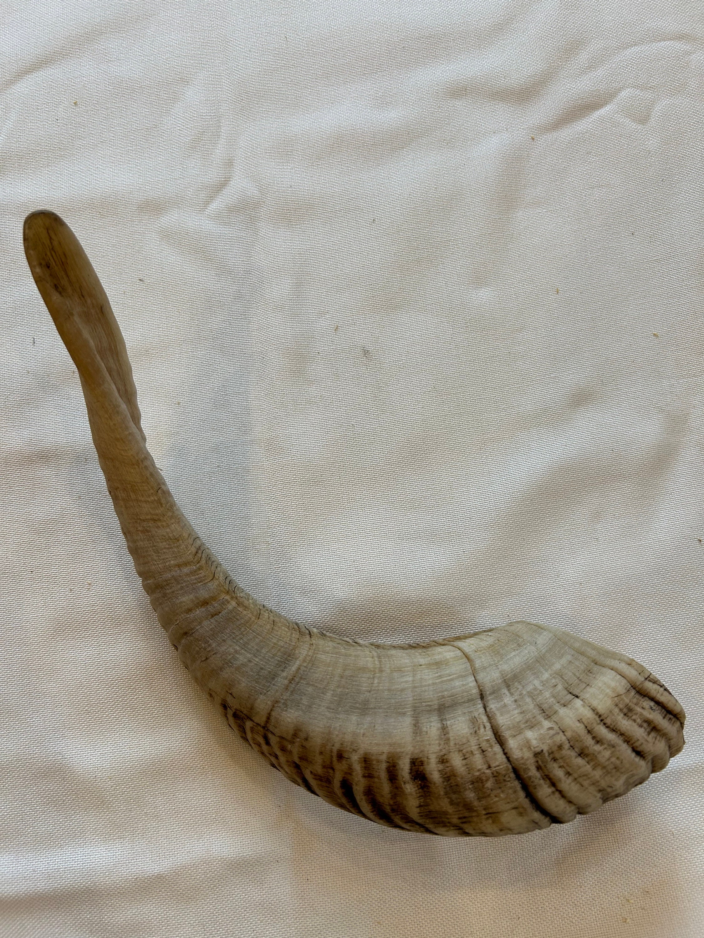 Natural Sheep Horn, Large Sheep Horn, Real Sheep Horn, Sheep Horn ...