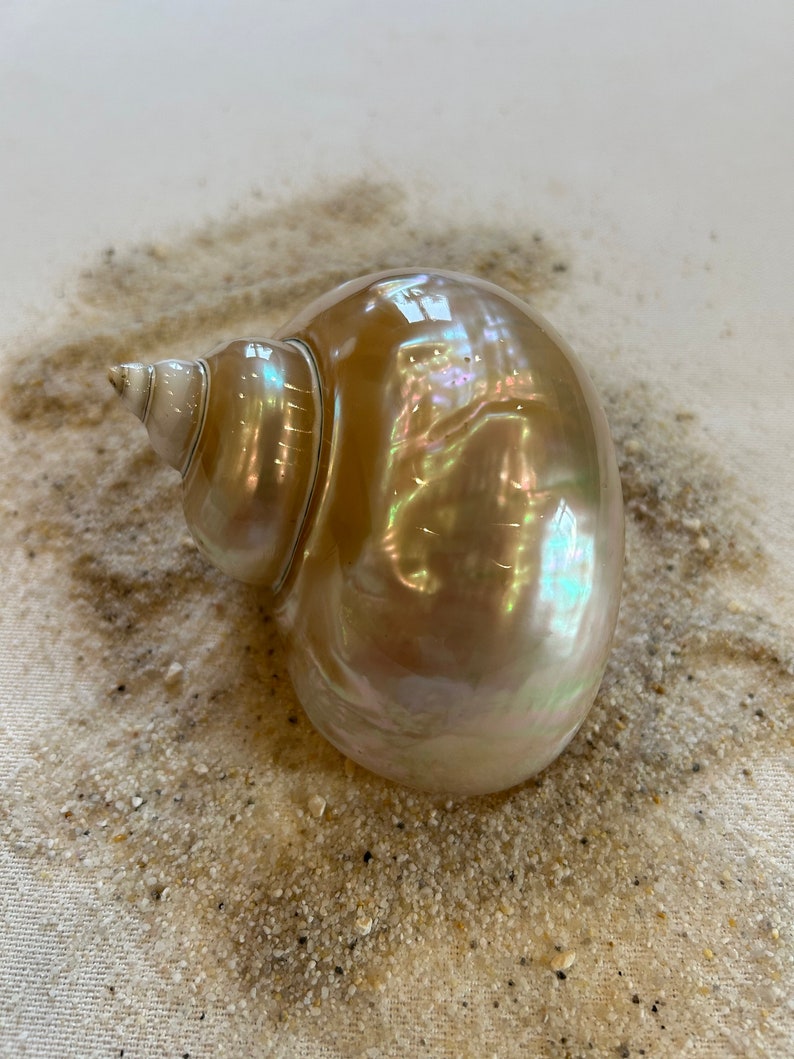 Turbo Burgos, Turbo Burgos White, Turbo Burgos Polished, Shell, Sea ...