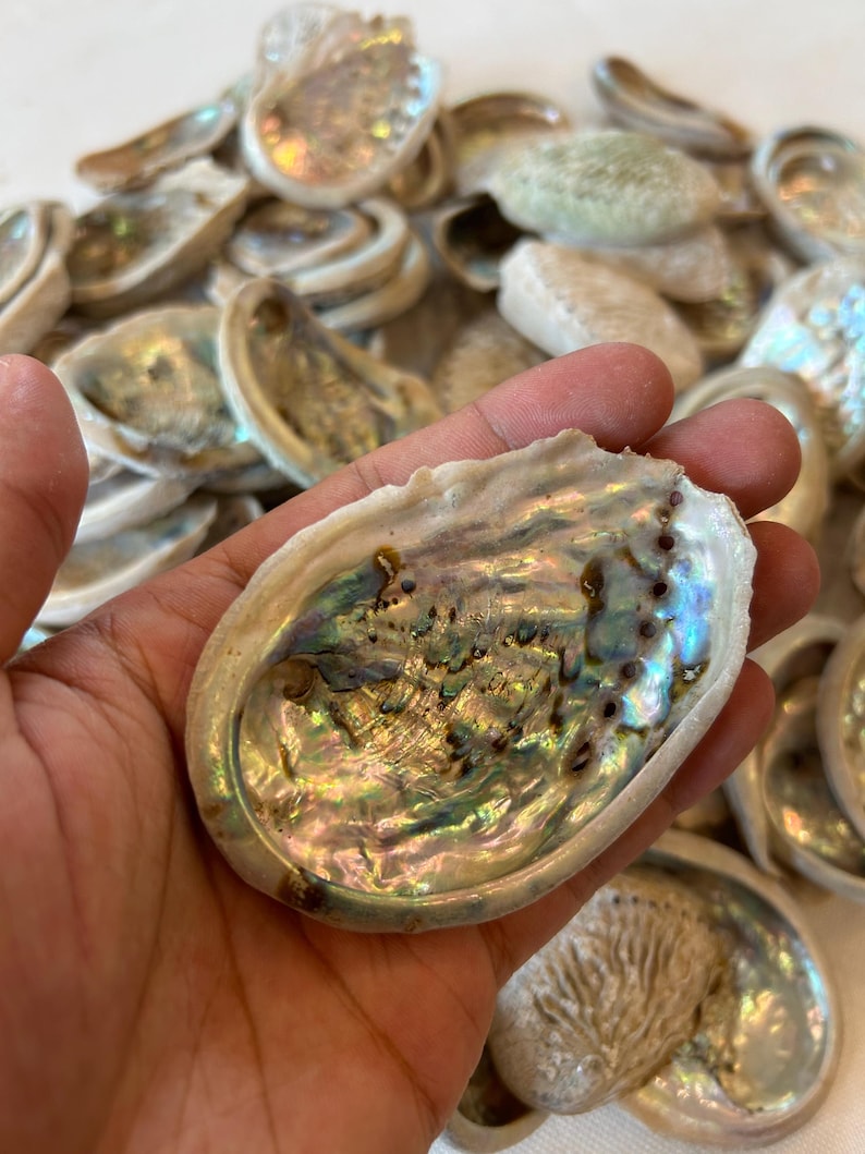 Baby Abalones, Mini Abalone, Abalone XS, Small Abalones, Abalone ...
