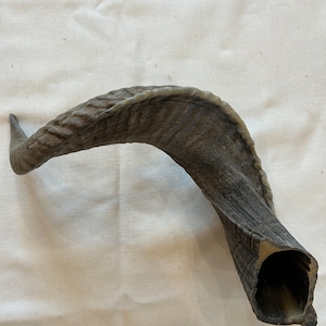 Natural Sheep Horn, Large Sheep Horn, Real Sheep Horn, Sheep Horn ...