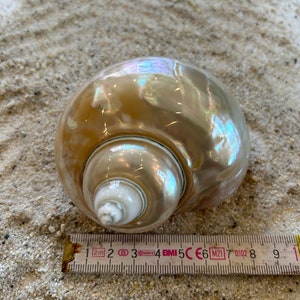 Turbo Burgos, Turbo Burgos White, Sea Shell, Mussel, Large Mussel ...