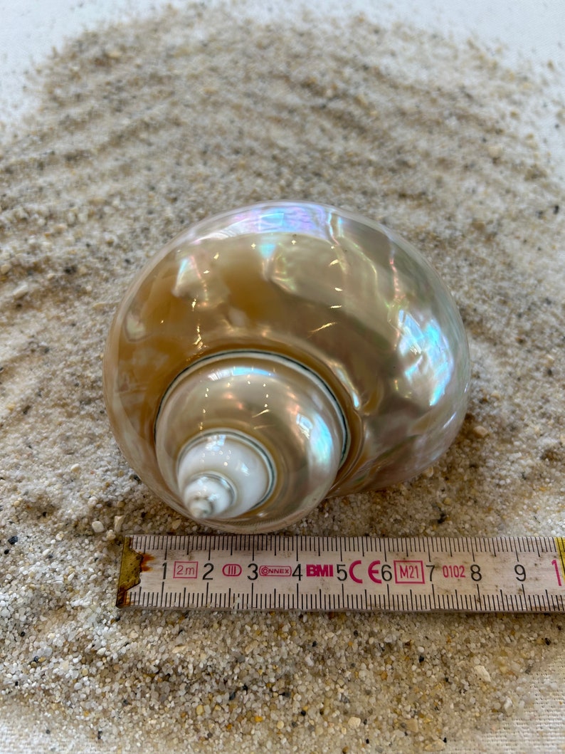 Turbo Burgos, Turbo Burgos White, Sea Shell, Shell, Large Shell, Turbo ...