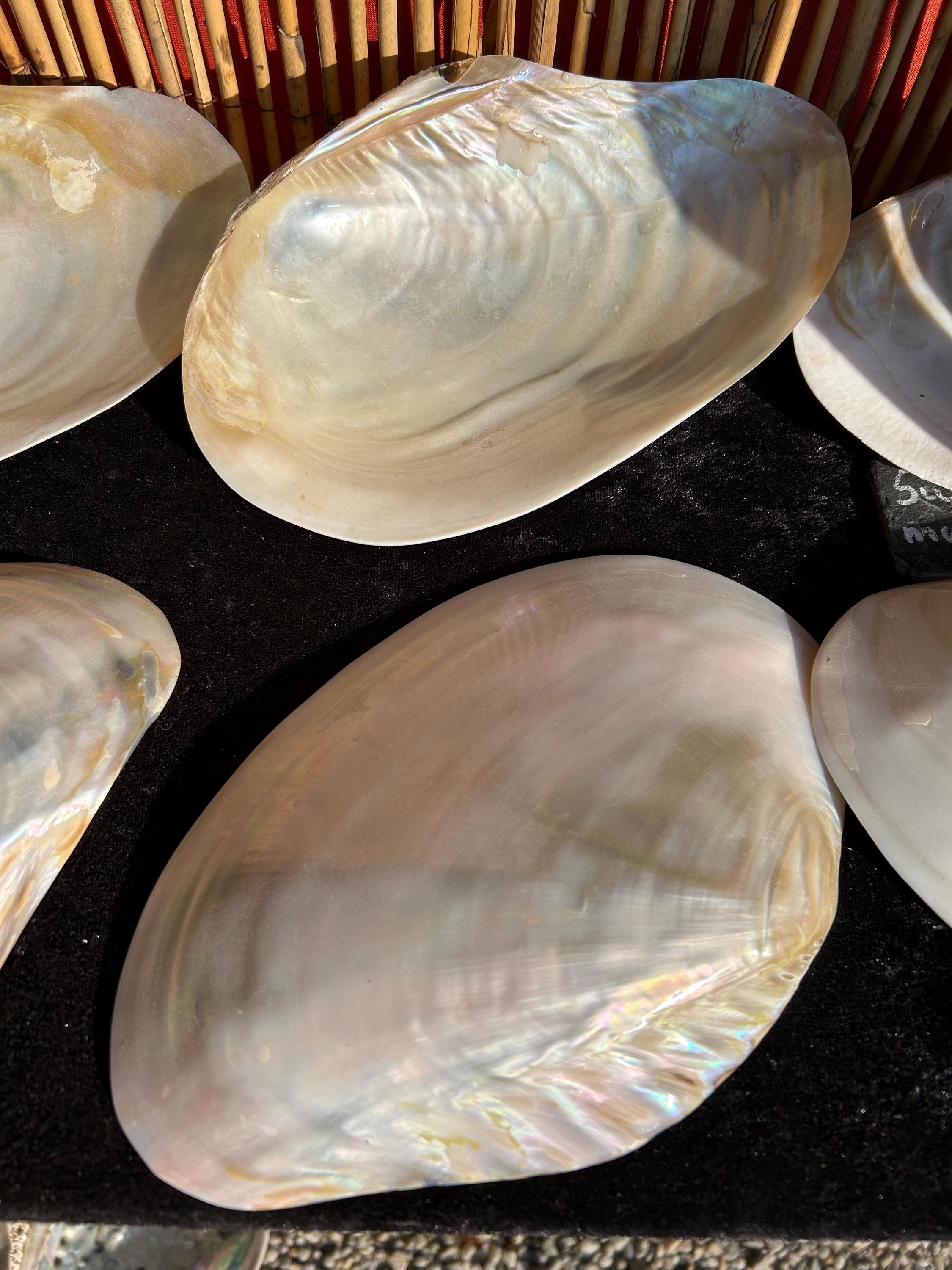 Freshwater Mussel, Mother-of-pearl Mussel, Conch, White Mussel, Giant ...