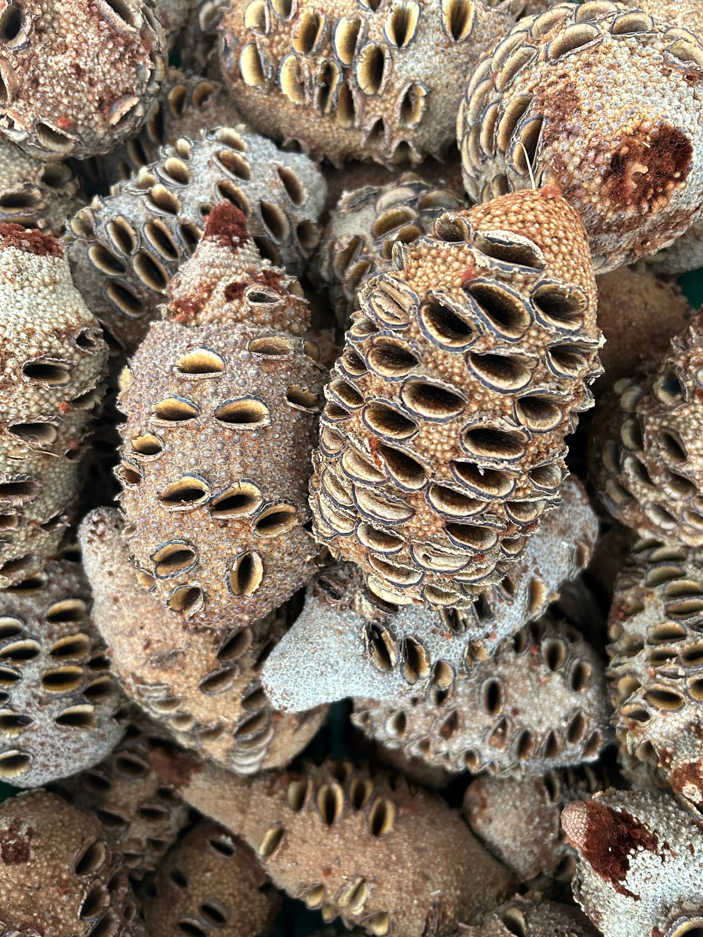 Banksia Grandis, Banksia Cone, Banksia Cone, Cone, Exotic Cone, Natural ...