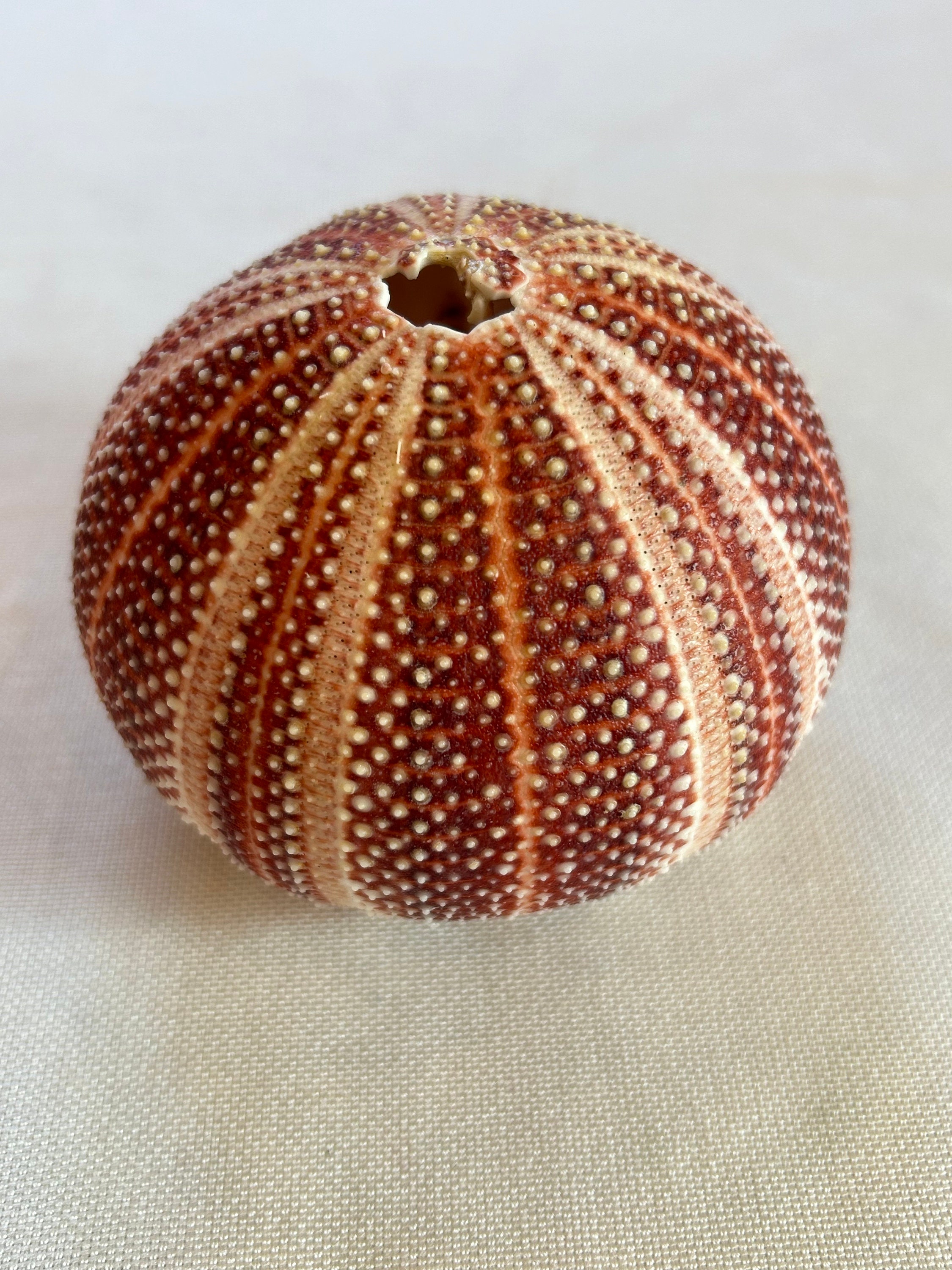 Sea Urchin, Sea Urchin Shell, Sea Urchin Shell, Sea Urchin Decoration ...