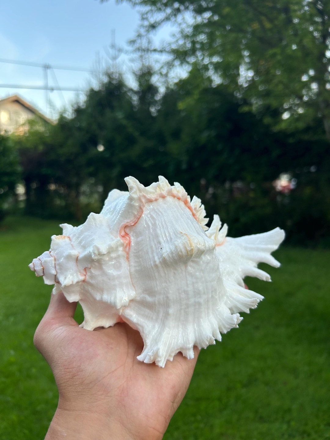 Murex Ramosus, Murex, Giant Spiny Snail, Murex Mussel, Mussel, Snail ...