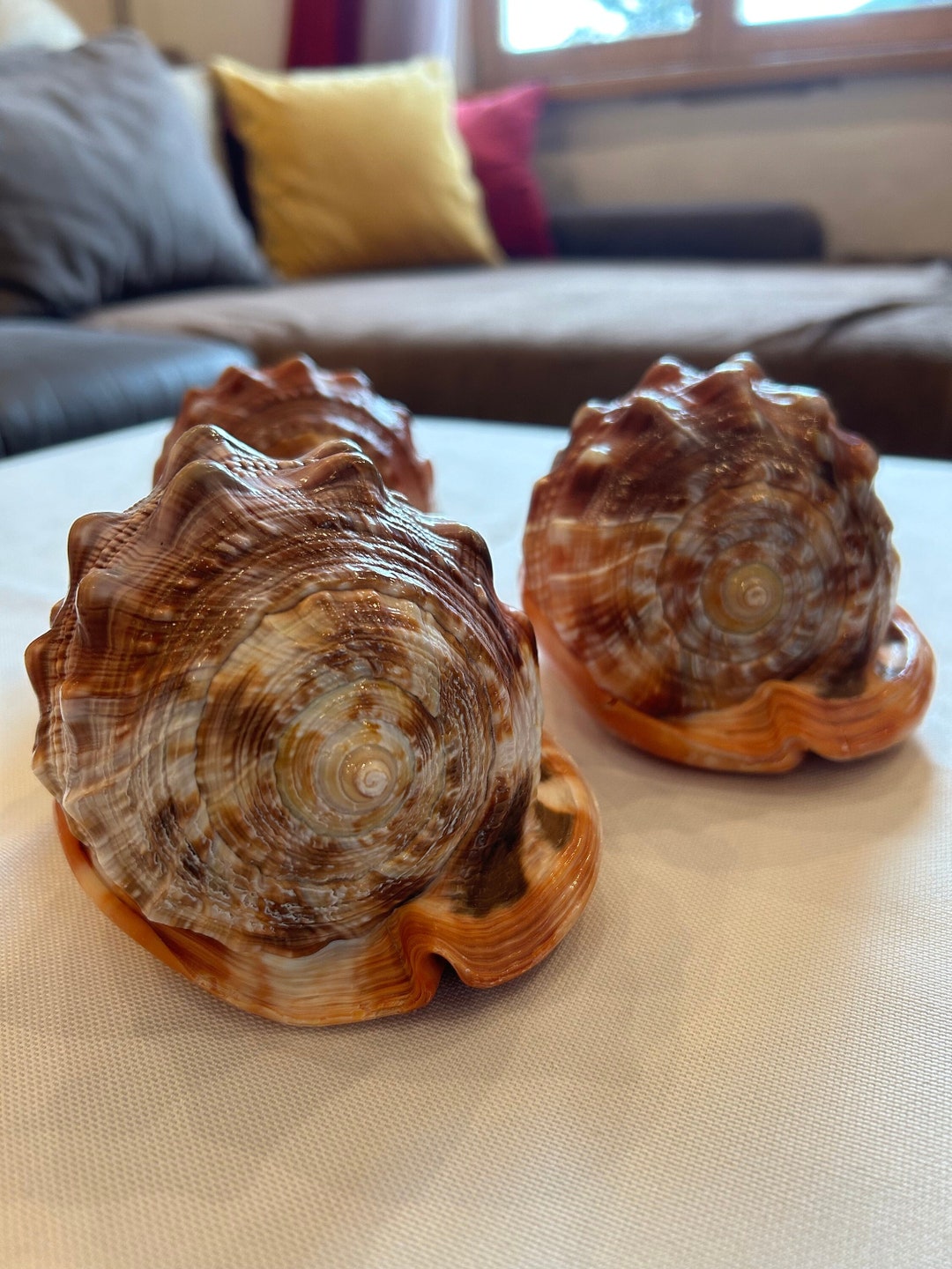 Cassis Rufa, Cypraecassis, Cypraecassis Rufa, Helmet Snail, Red Helmet ...