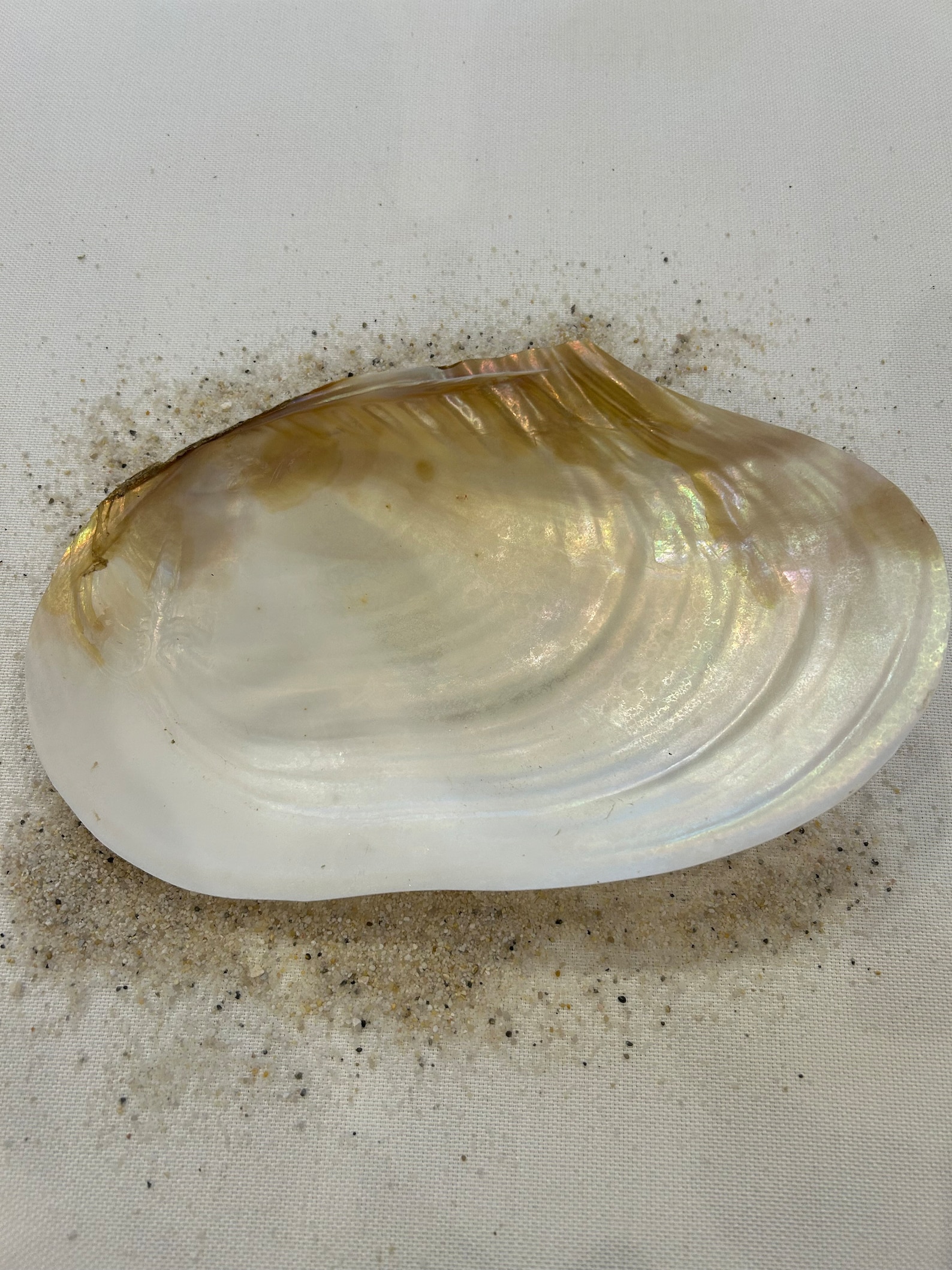 Freshwater Mussel, Mother-of-pearl Mussel, Conch, White Mussel, Giant ...
