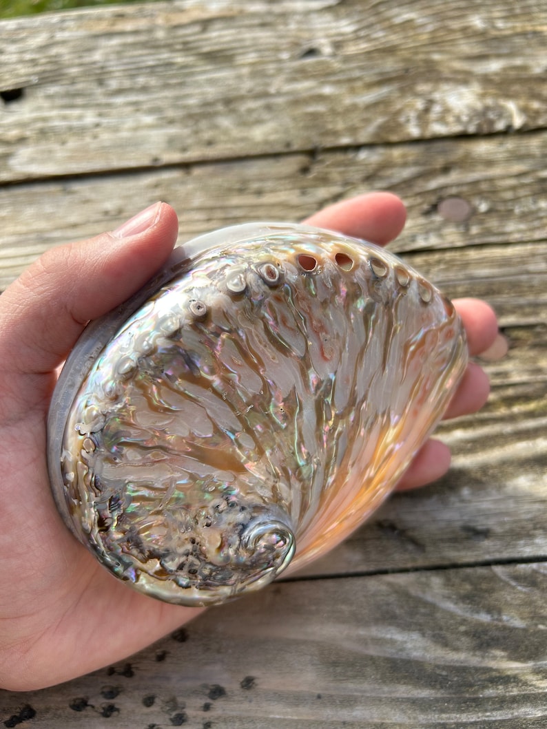 Abalone Polished, Polished Abalone, Abalone, Abalone Shell, Paua Shell ...