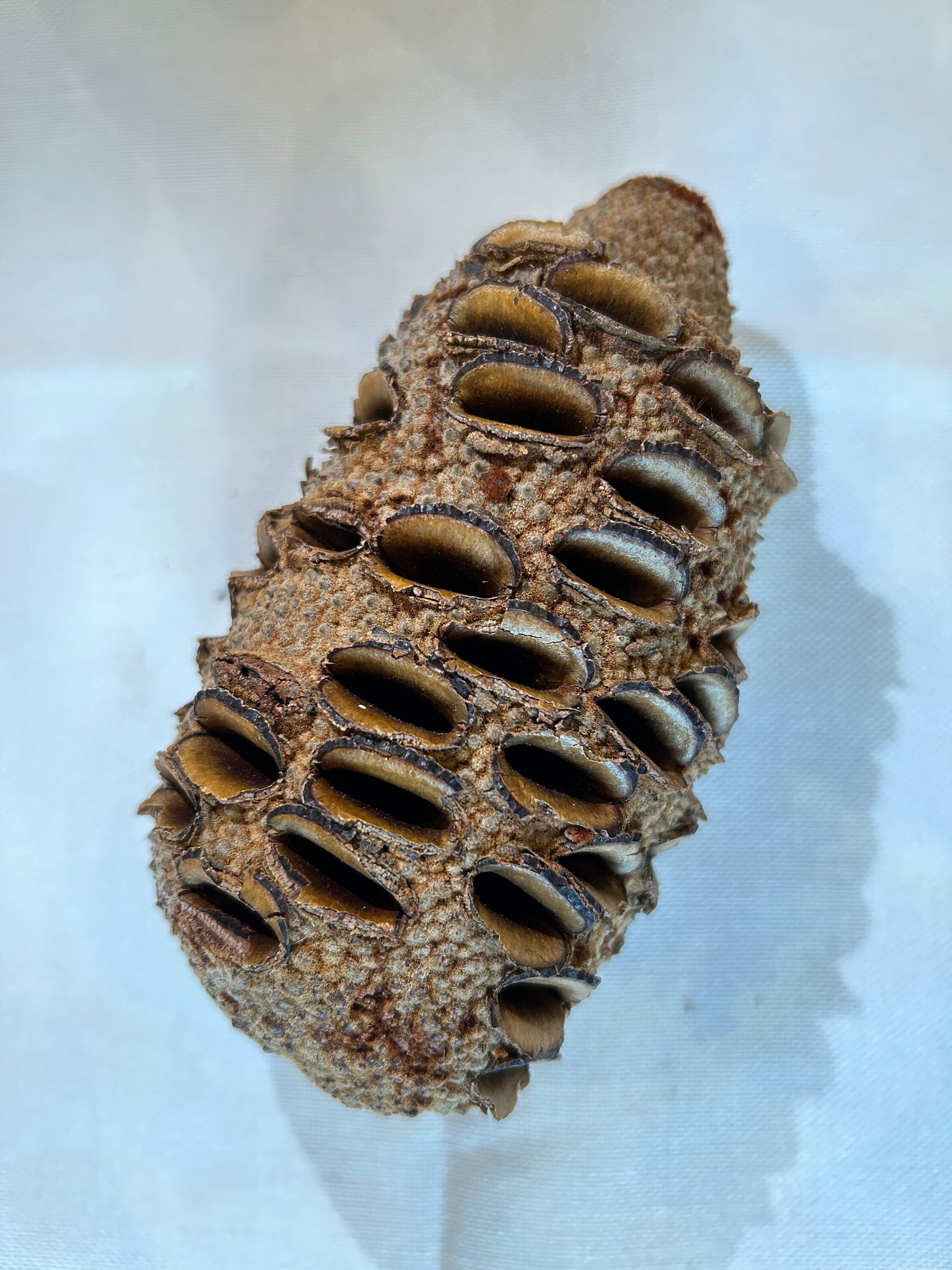Banksia Grandis, Banksia Cone, Banksia Cone, Cone, Exotic Cone, Natural ...