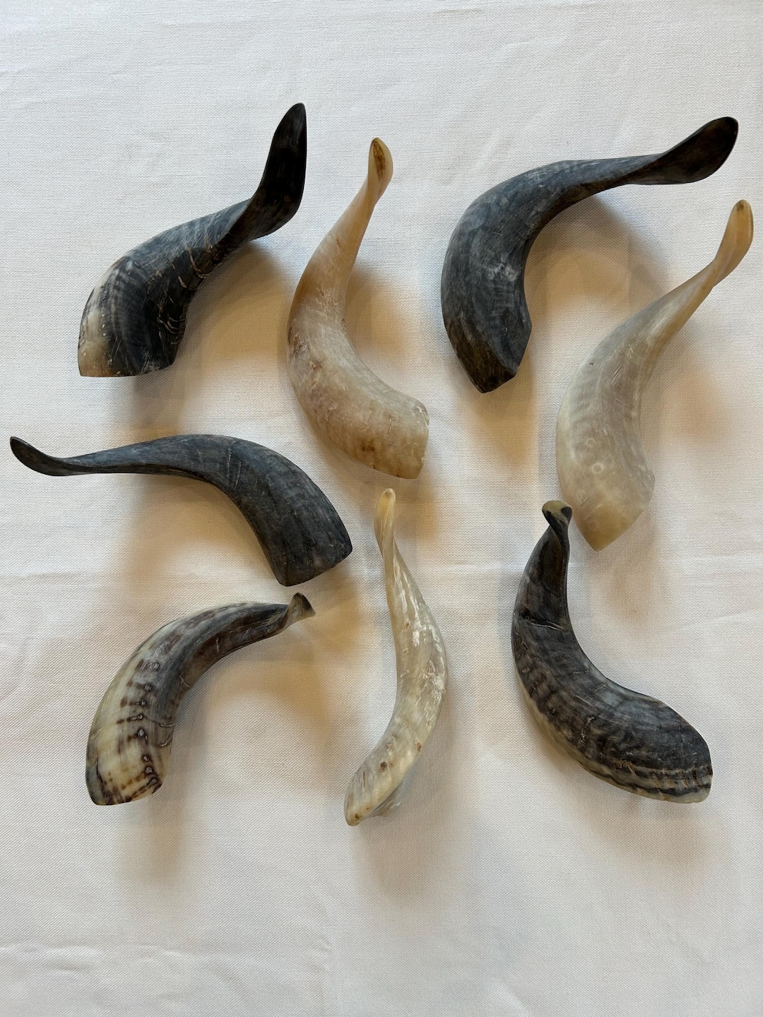 Polished Sheep Horn, Genuine Sheep Horn, Sheep Horn, Sheep Horns ...