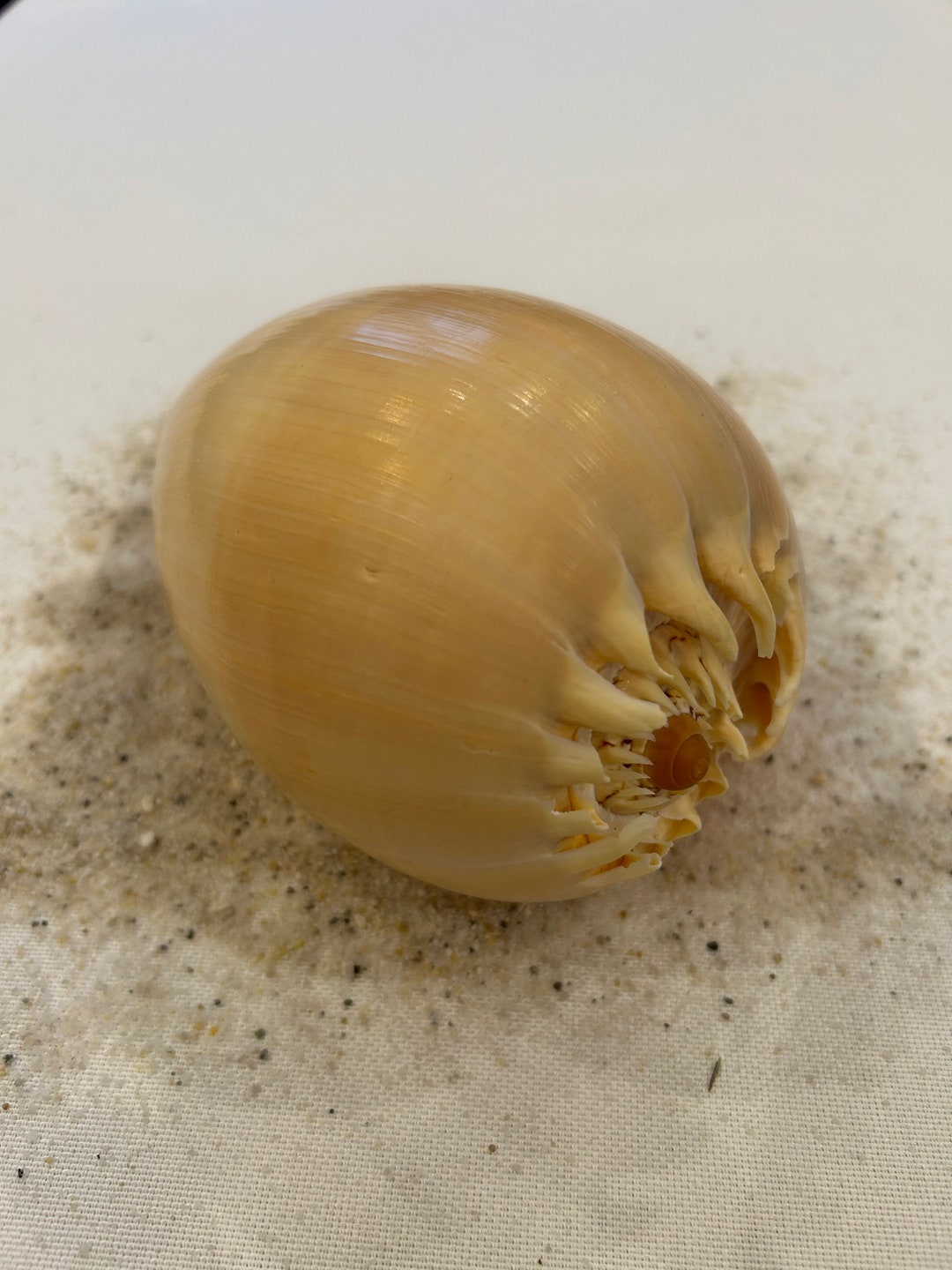 Melo Diadema, Voluta Melocorona, Sea Shell, Mussel, Giant Clam, Snail ...