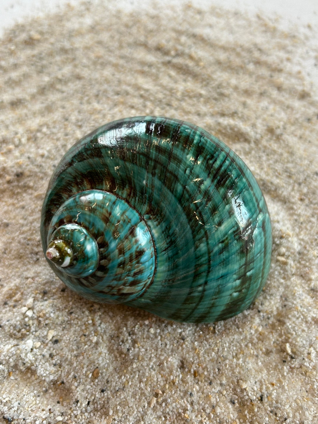 Turbo burgos, Turbo burgos grün, Muschel, Meeresmuschel, Grüner Turban ...