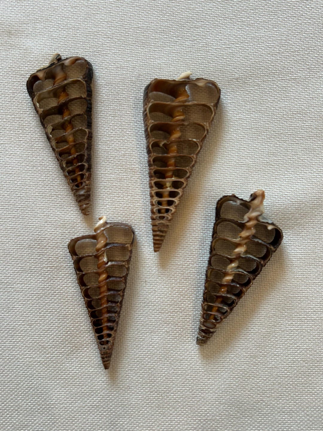Shell Cross Sections, Shell Cut, Cross Sections, Shell, Natural Shell ...