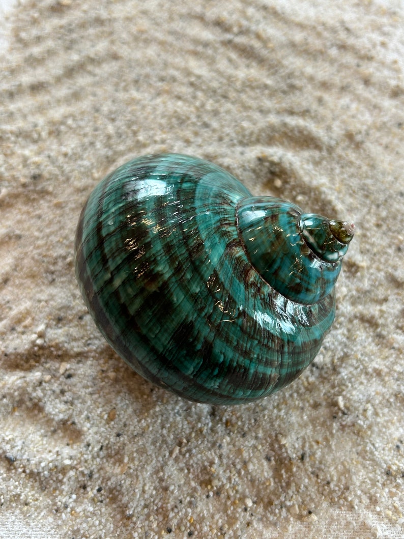 Turbo Burgos, Turbo Burgos Green, Shell, Sea Shell, Green Turban, Large ...