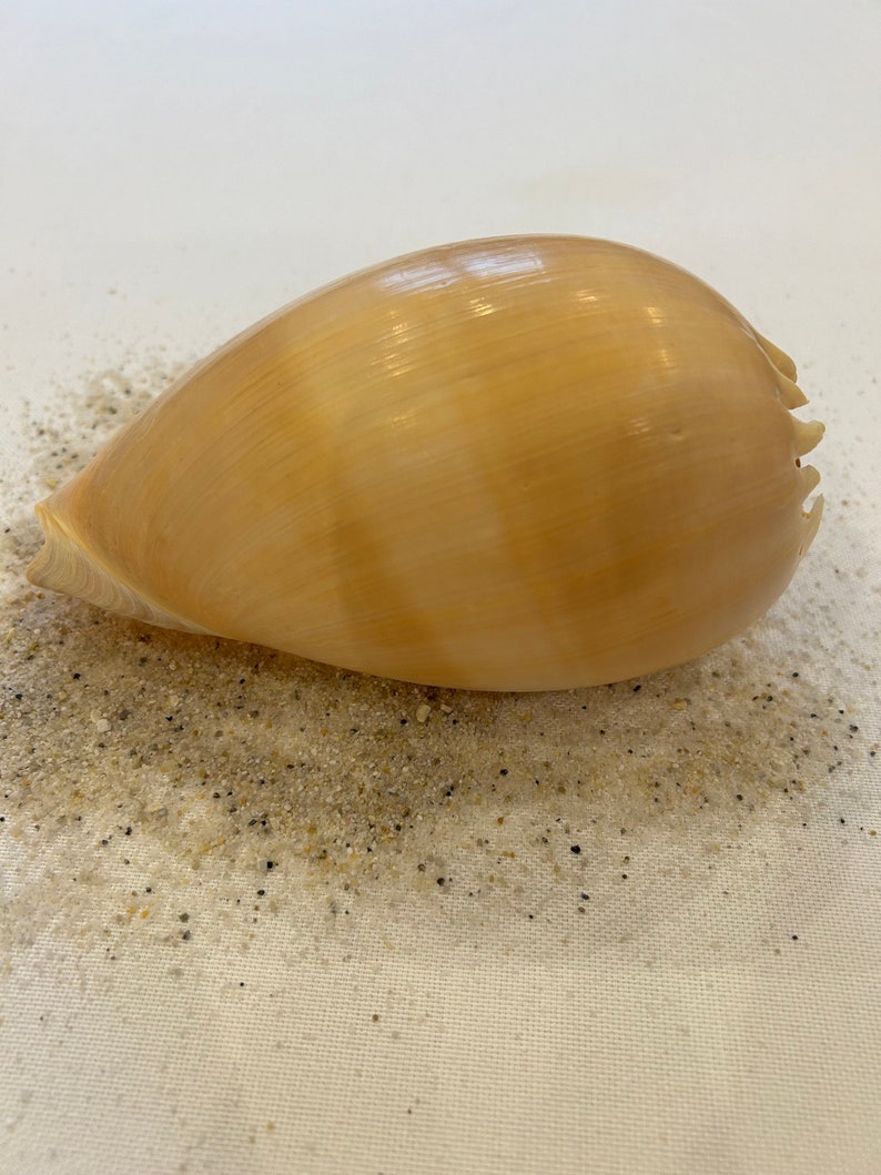 Melo Diadema, Voluta Melocorona, Sea Shell, Mussel, Giant Clam, Snail ...