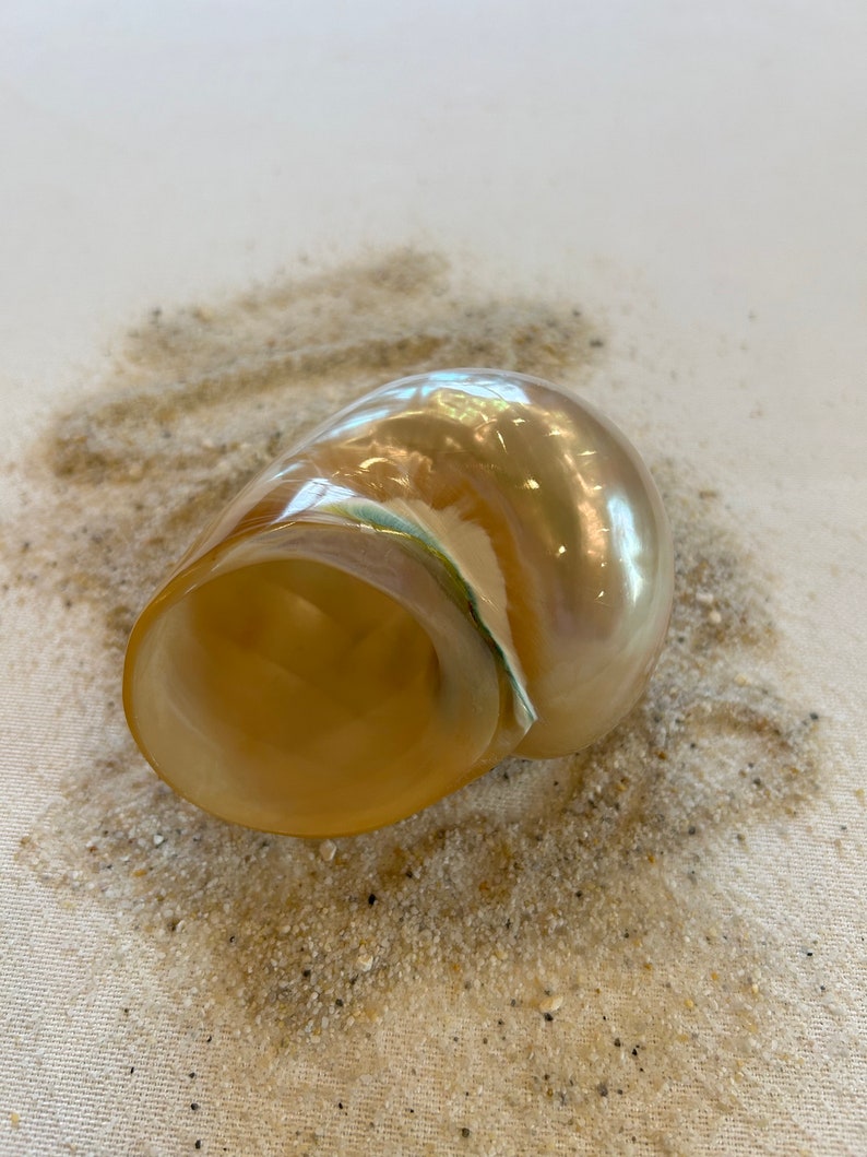 Turbo Burgos, Turbo Burgos White, Turbo Burgos Polished, Shell, Sea ...