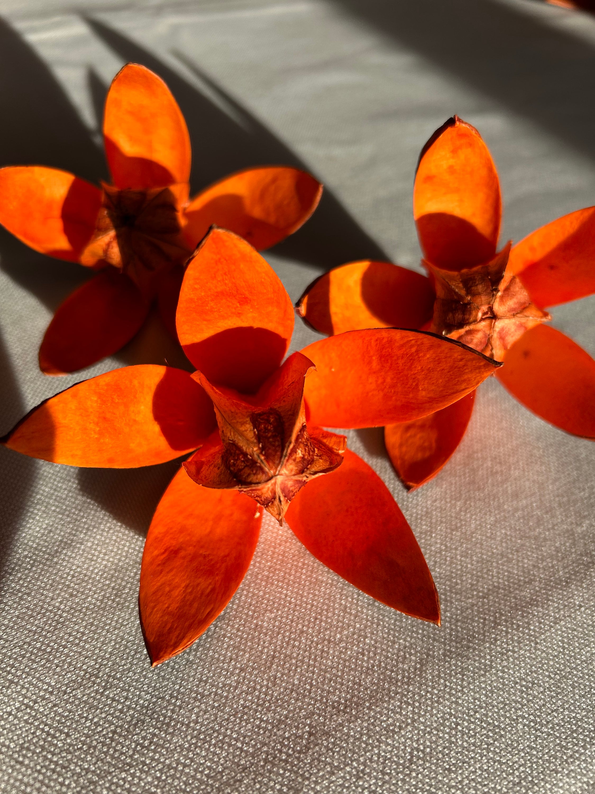 Wild Lilies, Dried Wild Lilies, Dyed Wild Lilies, Natural Wild Lilies ...