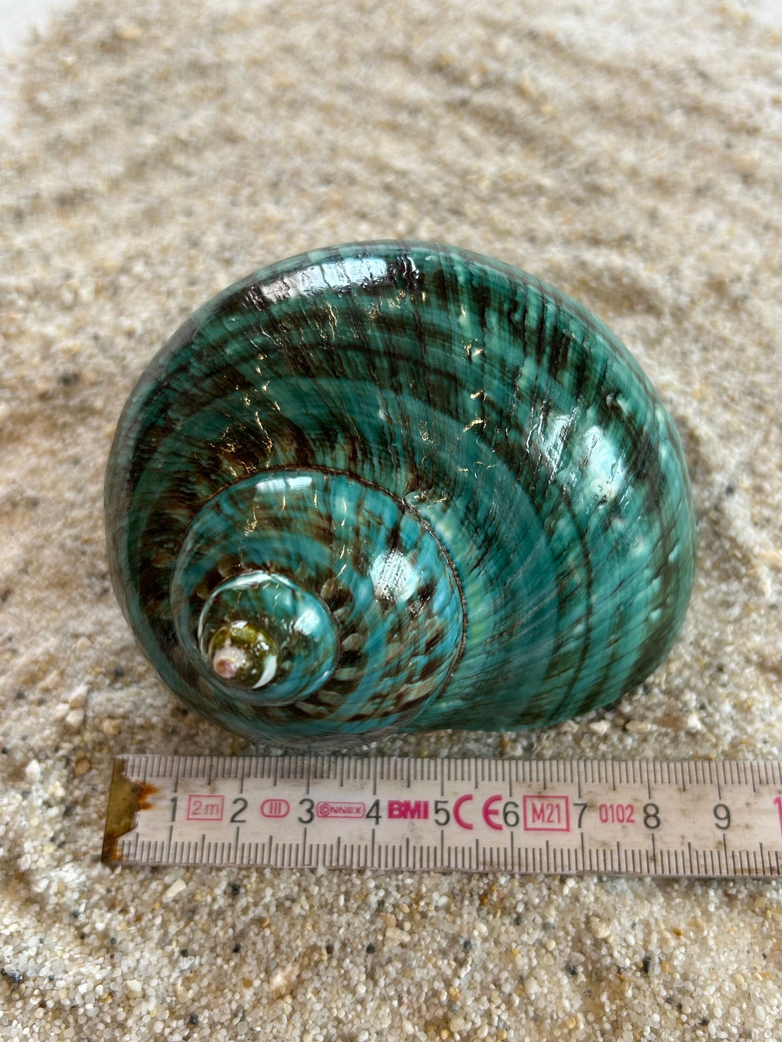 Turbo Burgos, Turbo Burgos Green, Shell, Sea Shell, Green Turban, Large ...