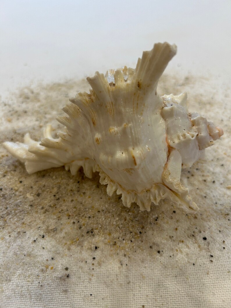 Murex, Murex Ramosus, Giant Spiny Snail, Murex Mussel, Mussel, Snail ...