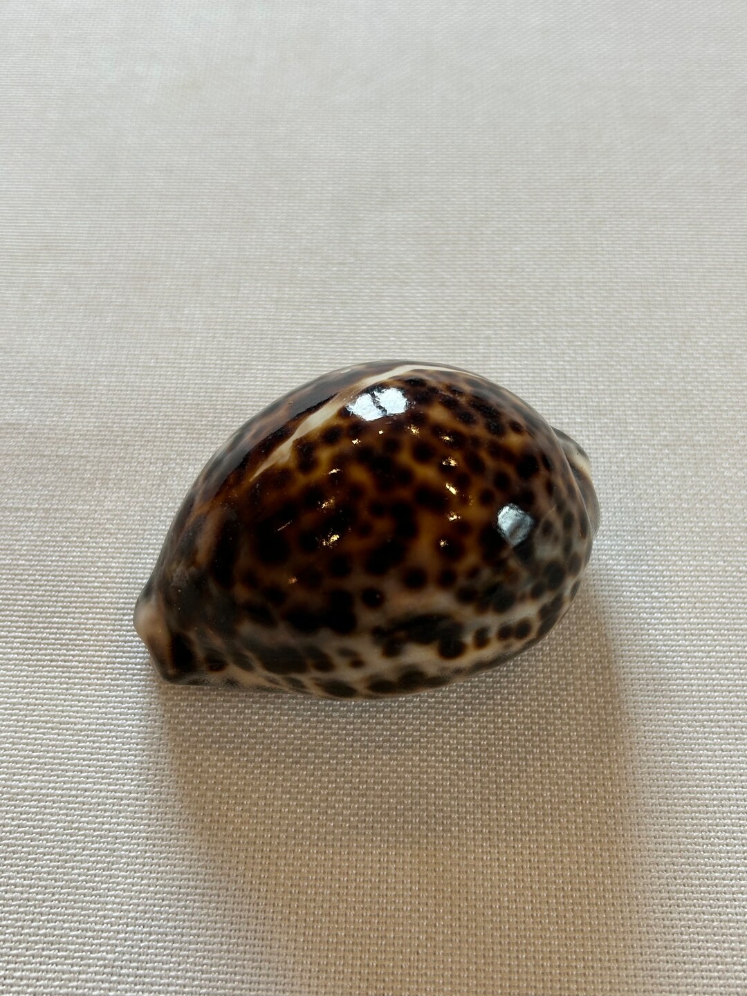 Tiger Clam, Cypraea Tigris, Cowrie Shell, Cowrie, Tiger Cowrie, Sea ...
