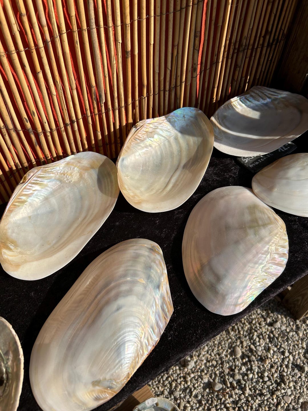 Freshwater Mussel, Mother of Pearl Mussel, Mussel, White Mussel, Giant ...