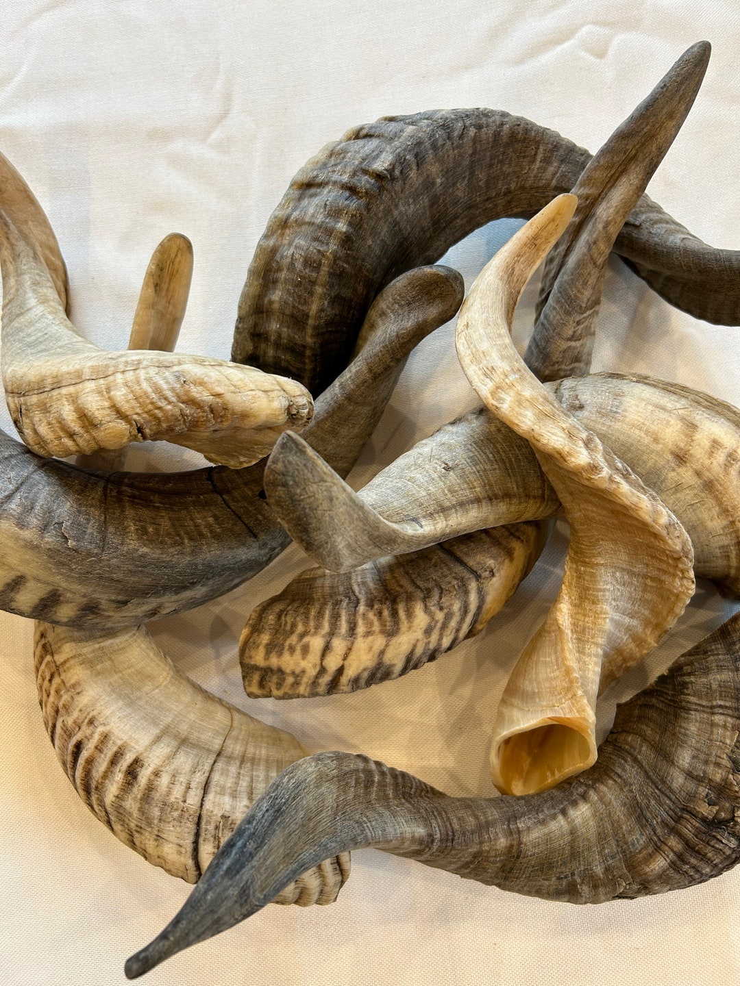 Natural Sheep Horn, Large Sheep Horn, Real Sheep Horn, Sheep Horn ...