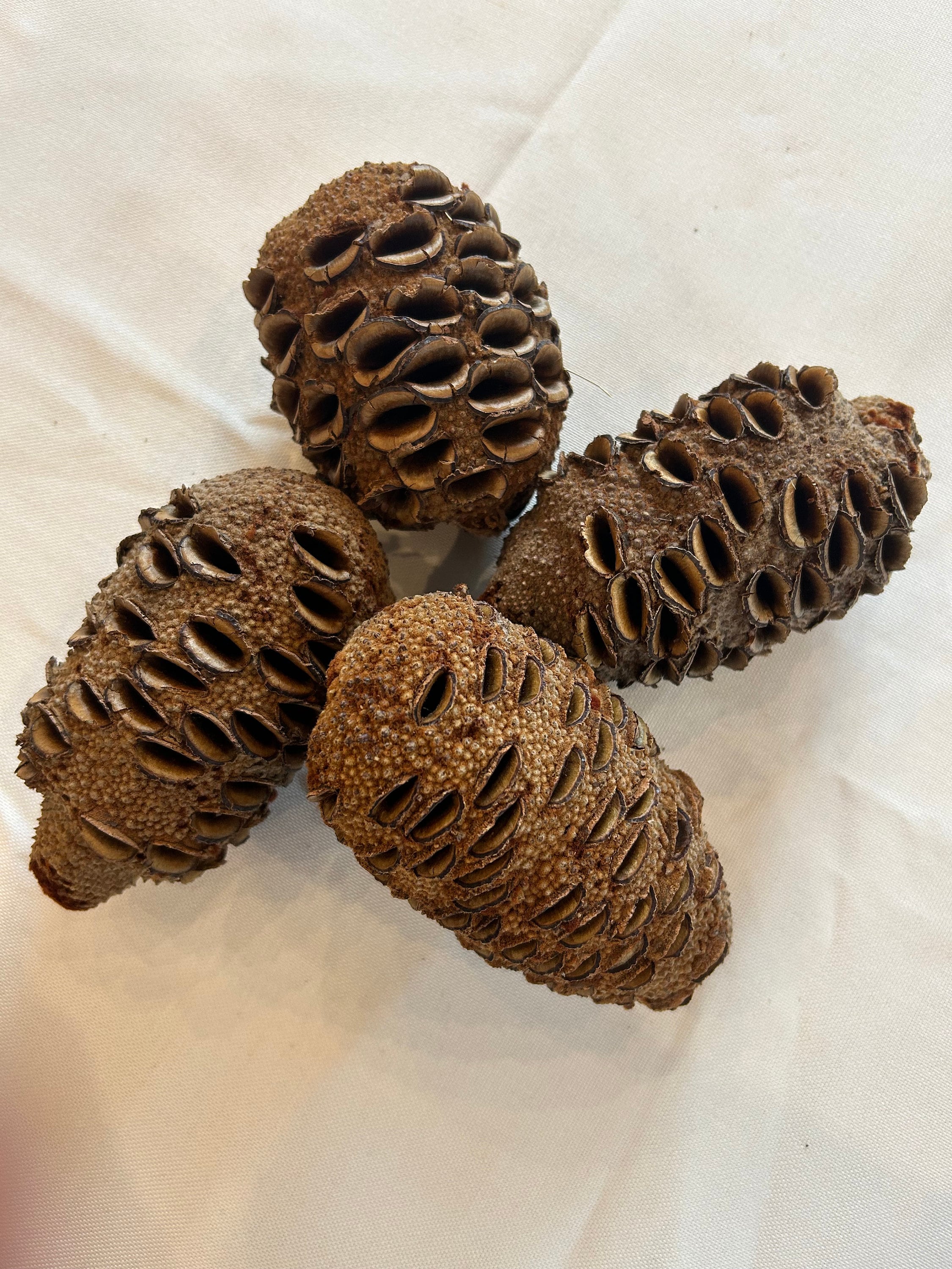 Banksia Grandis, Banksia Cone, Banksia Cone, Cone, Exotic Cone, Natural ...