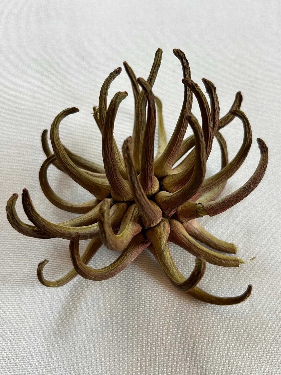 Spidergum Claw, Eucalyptus Lehmannii, Limestone Marlock, Plant, Natural ...