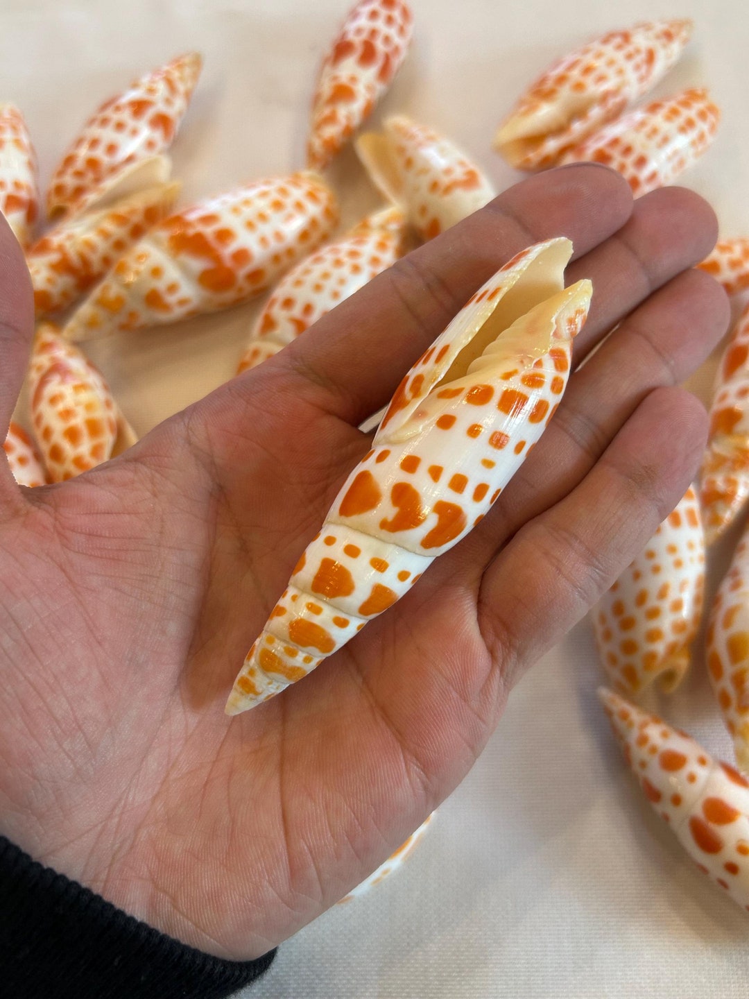 Mitra Mitra, Common Bishop's Mitre, Mitra Snail, Mitra Shell, Sea Shell ...